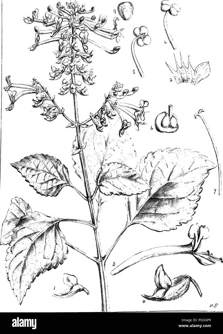 This botanical plate from 'Natal Plants' features Pleclpanihus ...