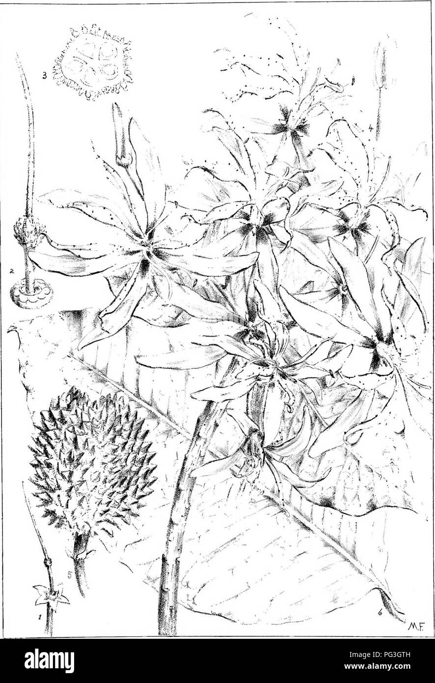 This botanical work provides detailed descriptions and illustrations of ...