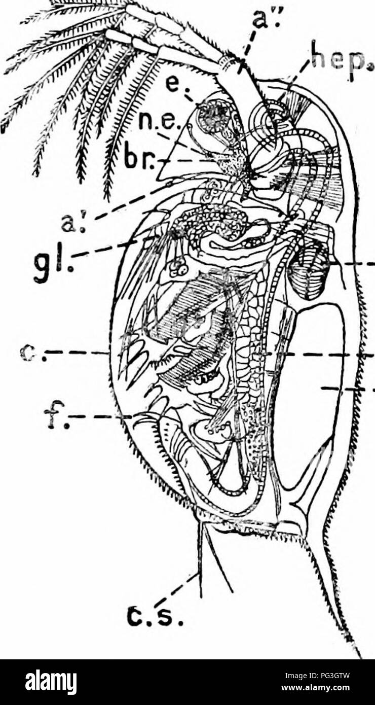 . How to use the microscope; a guide for the novice. Microscopes. SOME ...