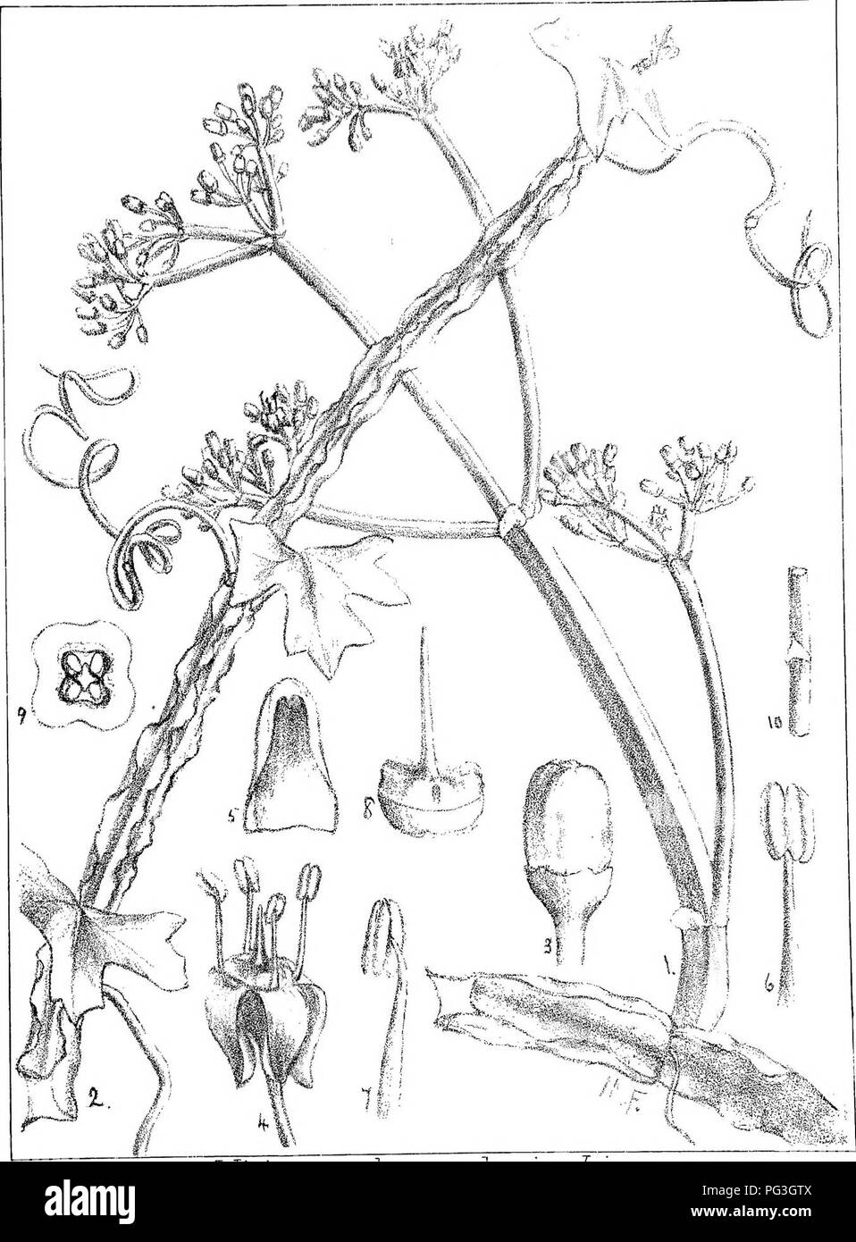. Natal plants : Descriptions and figures of Natal indigenous plants ...