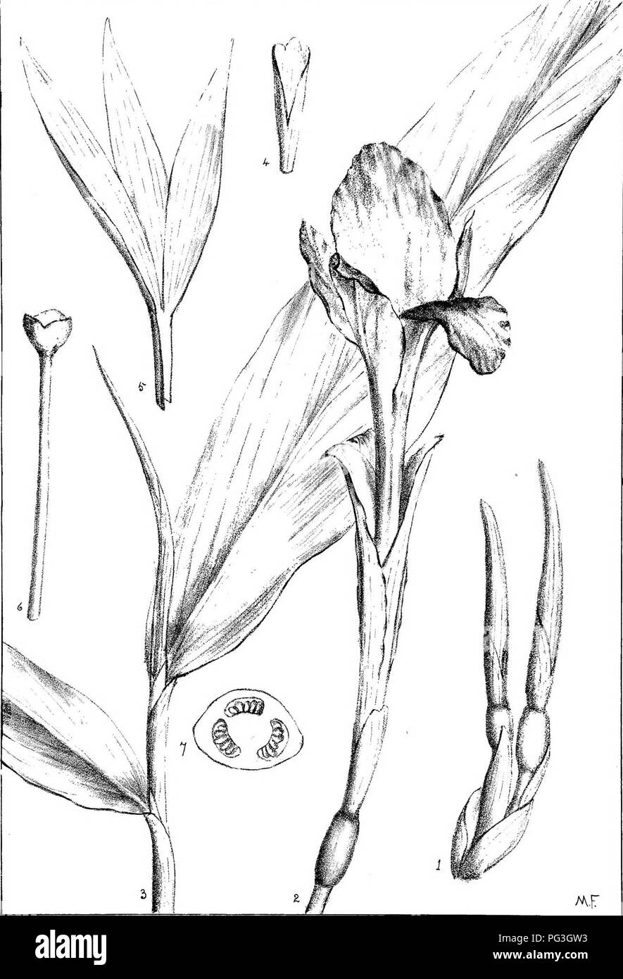 This botanical illustration from a publication on Natal's indigenous ...