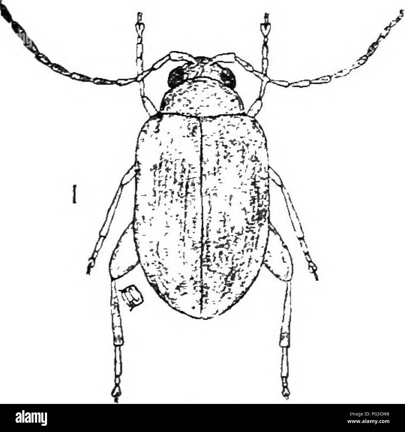 A detailed catalog of the beetle species found in Indiana, focusing on ...
