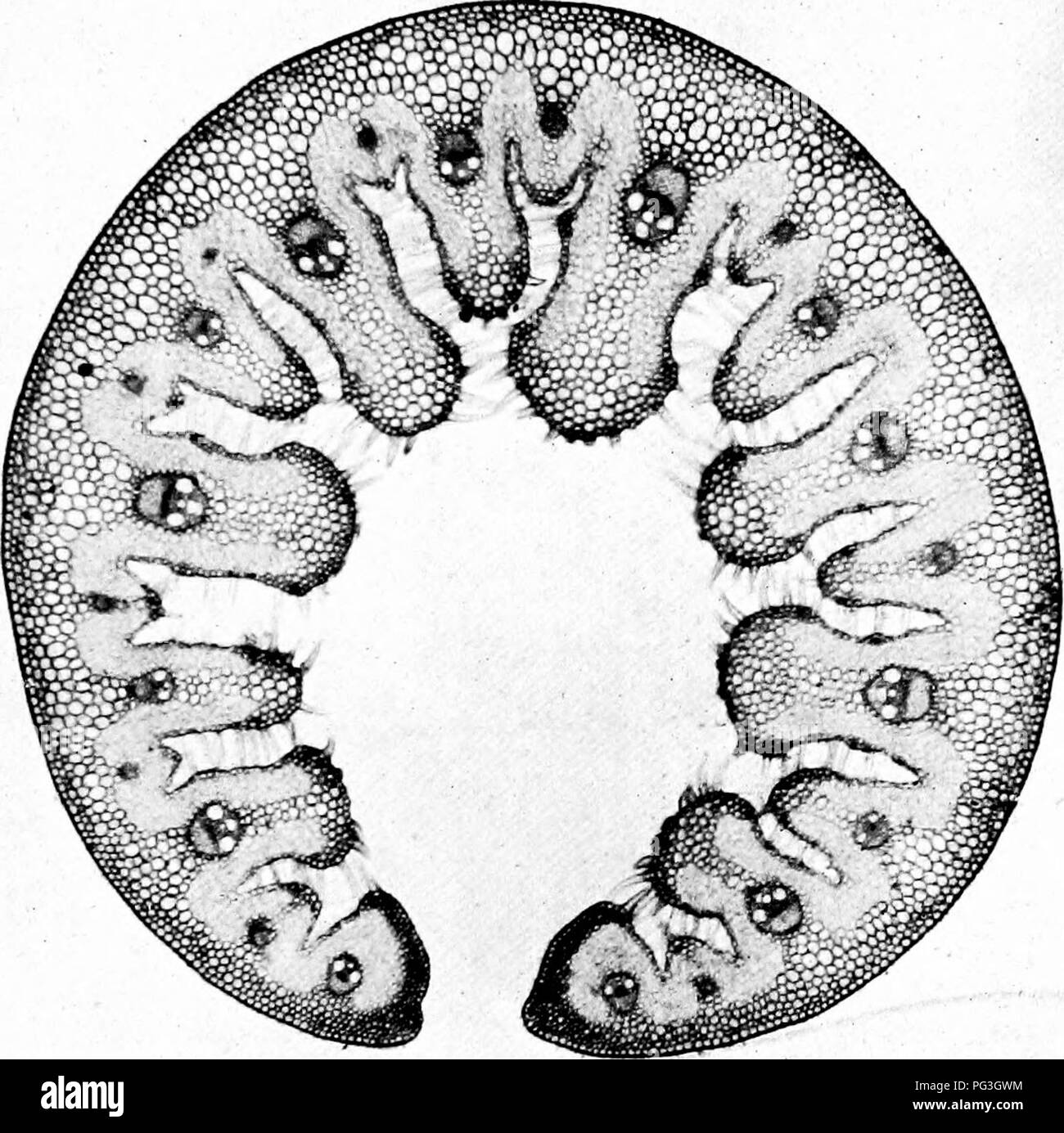 This image shows a transverse section of Marram Grass (Psammosa ...