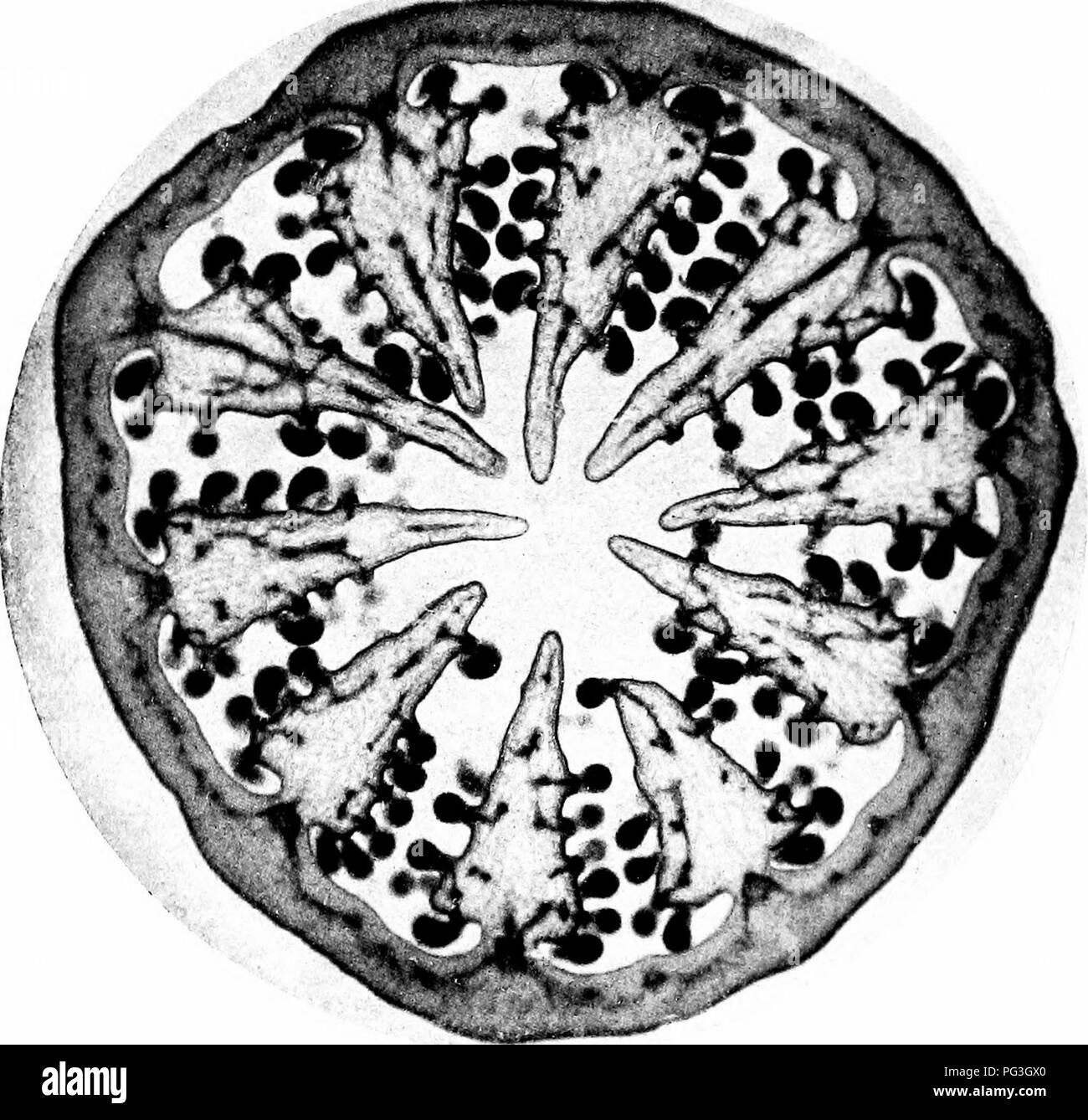 This guide provides instructions for beginners on using a microscope ...