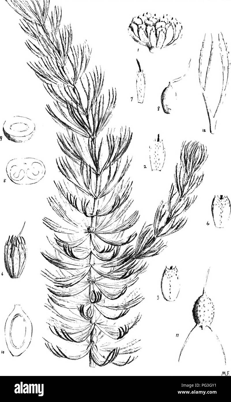 This illustration from the 'Natal Plants' book by Wood and Evans ...