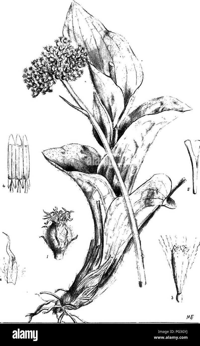 This botanical work provides a comprehensive description of indigenous ...