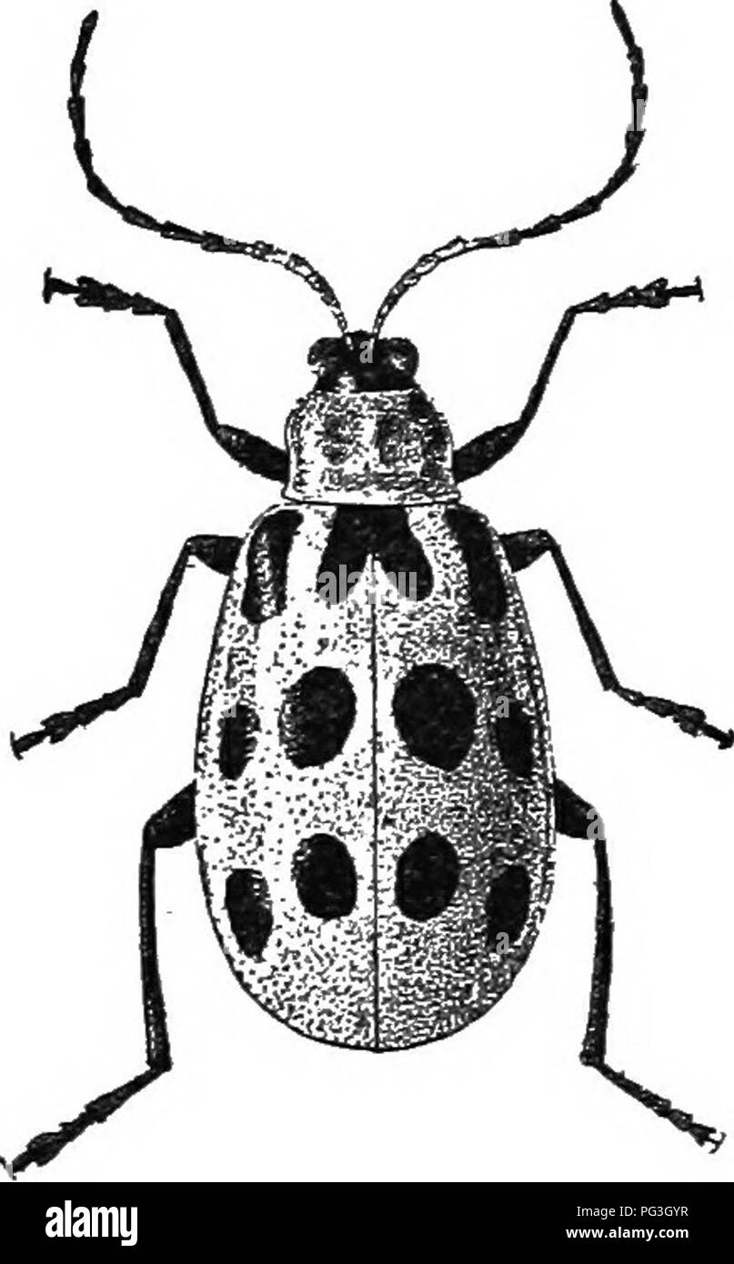 A comprehensive catalogue of beetles in Indiana, excluding Rhynchophora ...