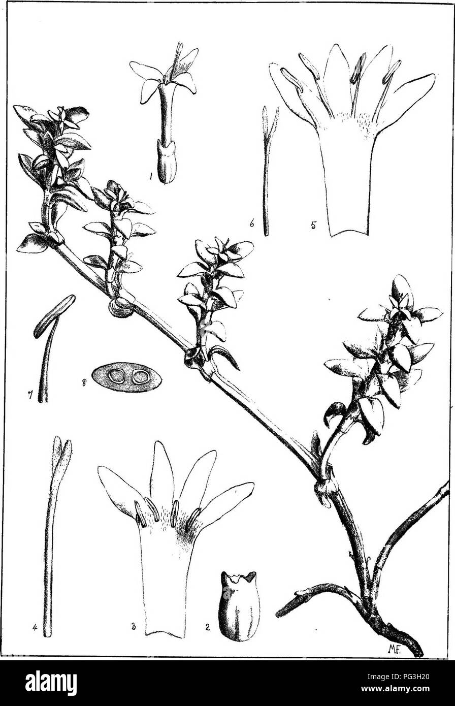 . Natal plants : Descriptions and figures of Natal indigenous plants ...