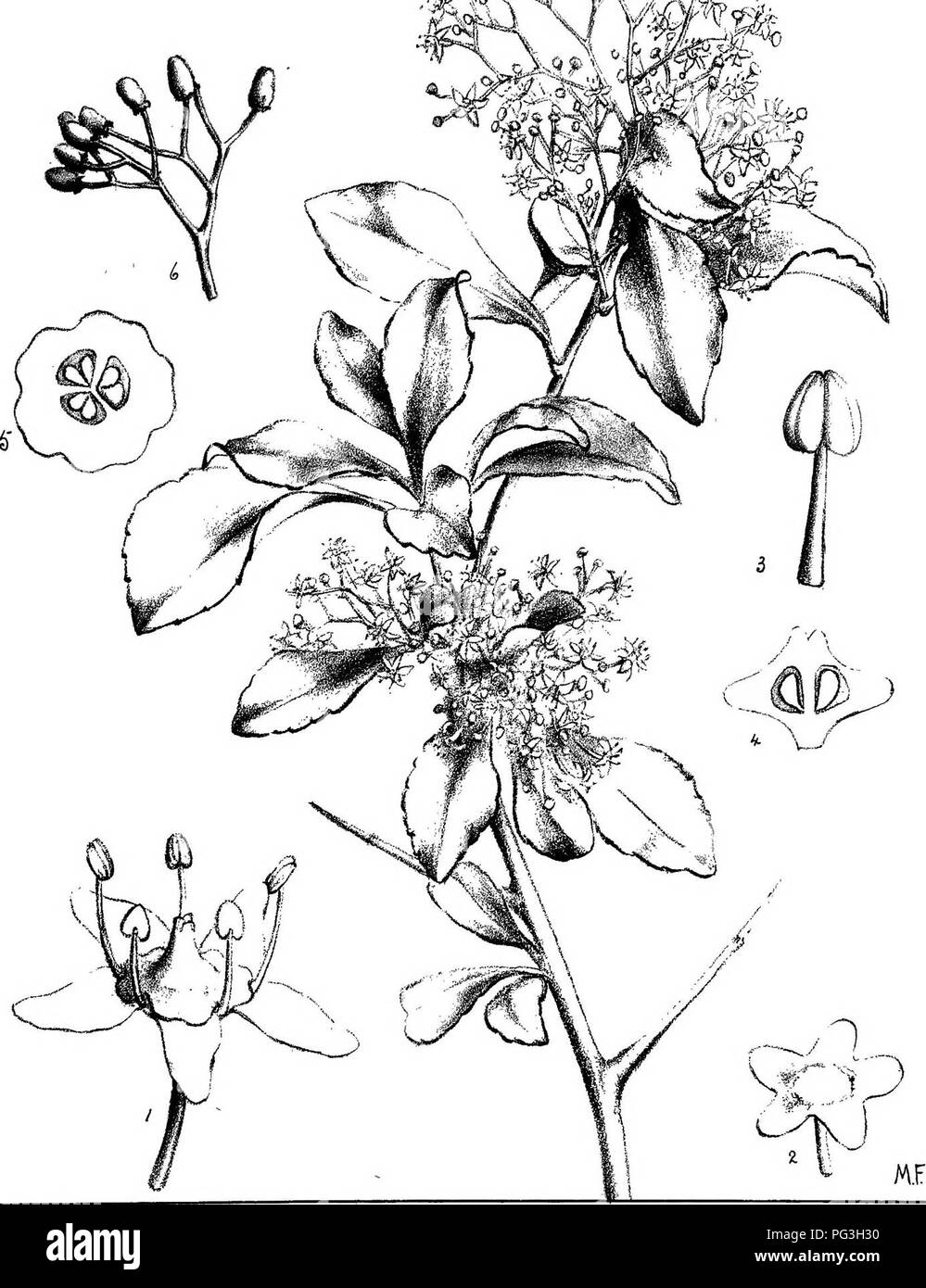 . Natal plants : Descriptions and figures of Natal indigenous plants ...