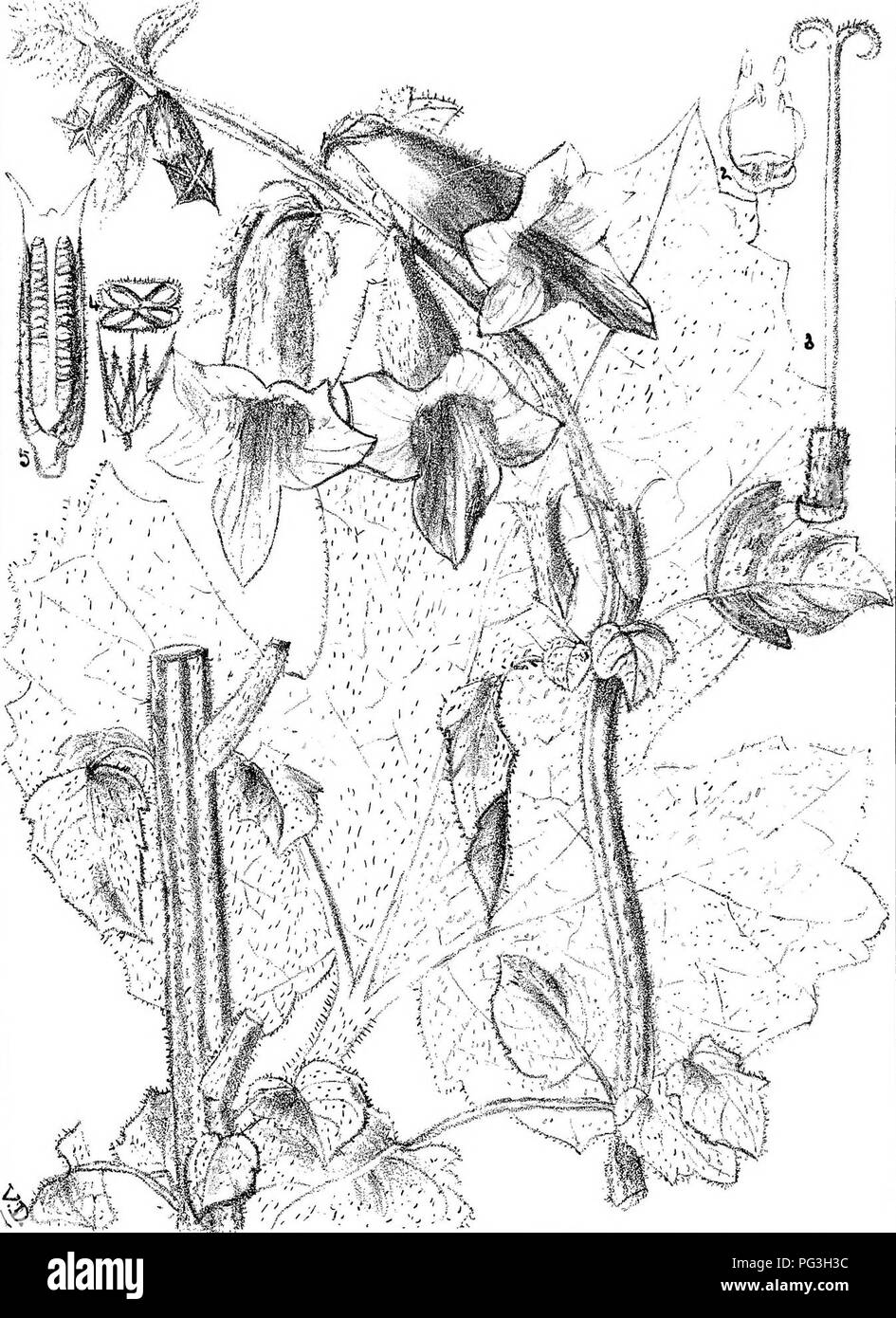 This work presents descriptions and illustrations of indigenous plants ...