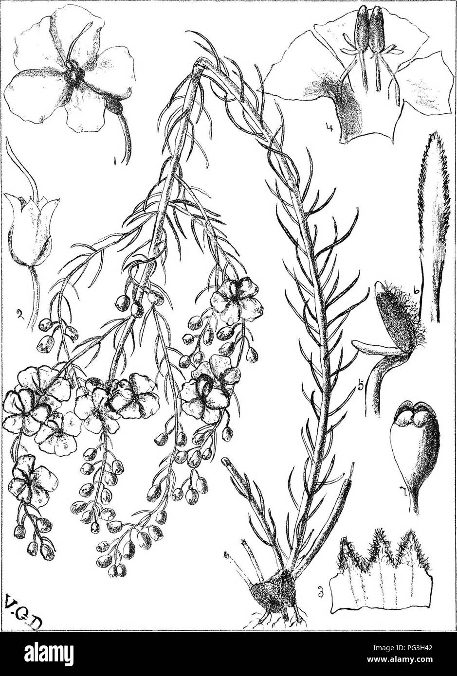 . Natal plants : Descriptions and figures of Natal indigenous plants ...