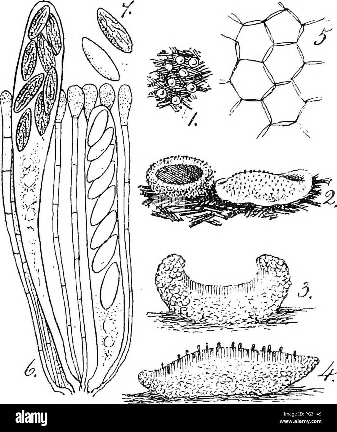 A detailed classification of British fungi, providing an in-depth look ...