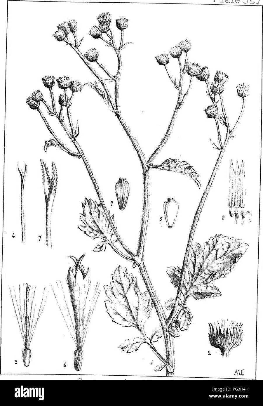 This book provides detailed descriptions of indigenous plants from ...