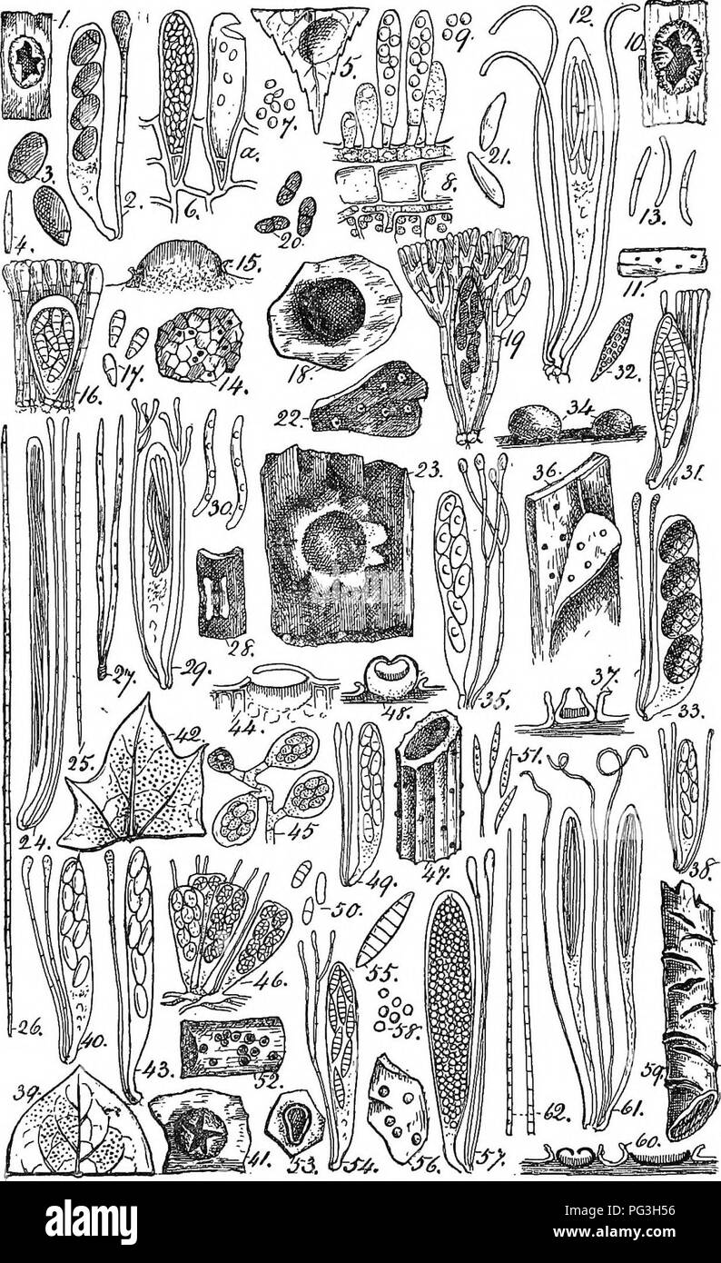 A comprehensive guide to British fungi, providing a detailed ...