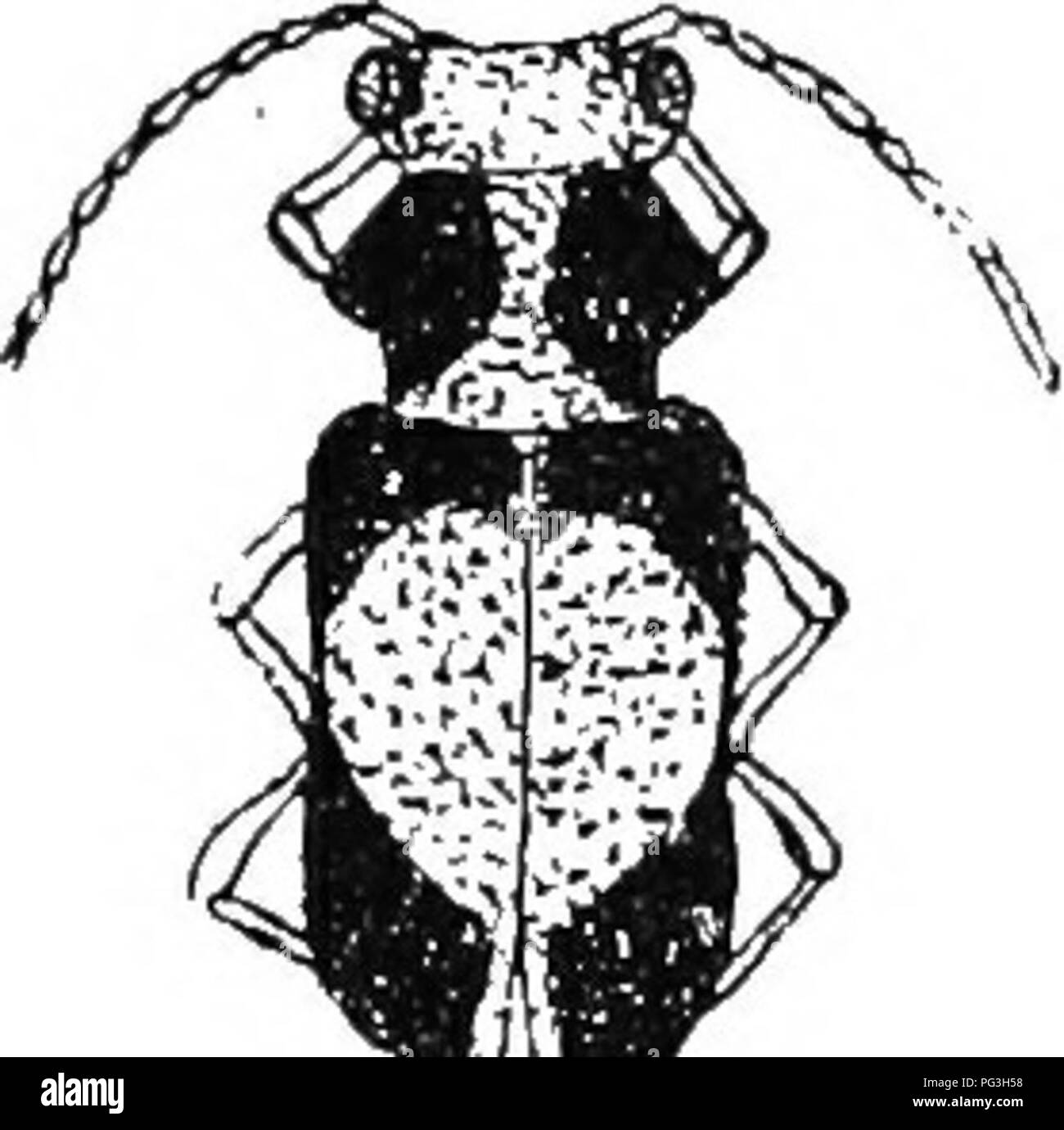 Median stripe hi-res stock photography and images - Alamy