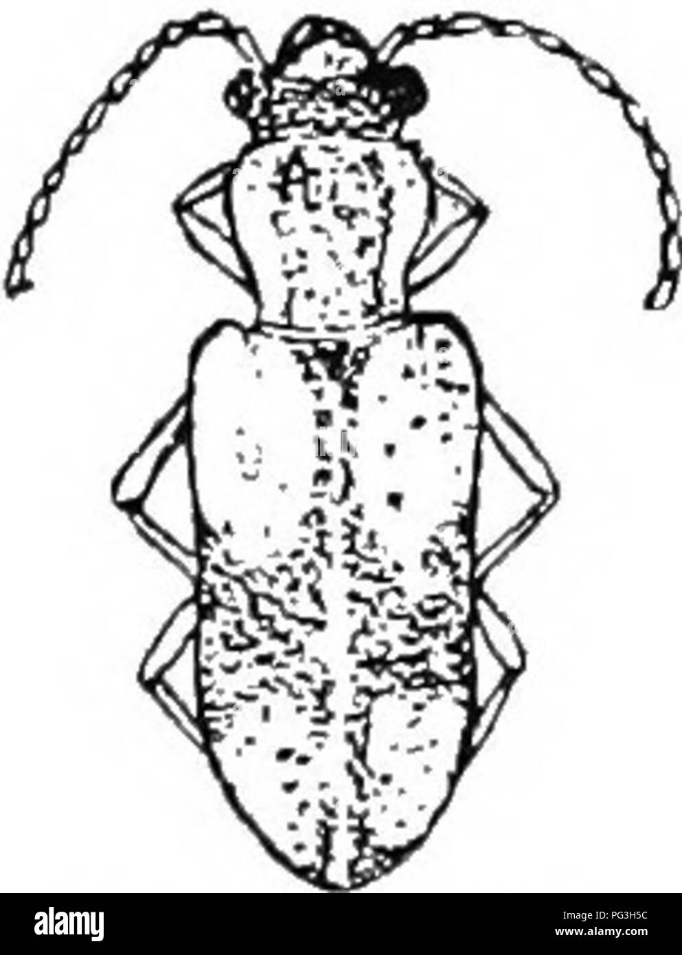 Beetles insects identification Black and White Stock Photos & Images ...