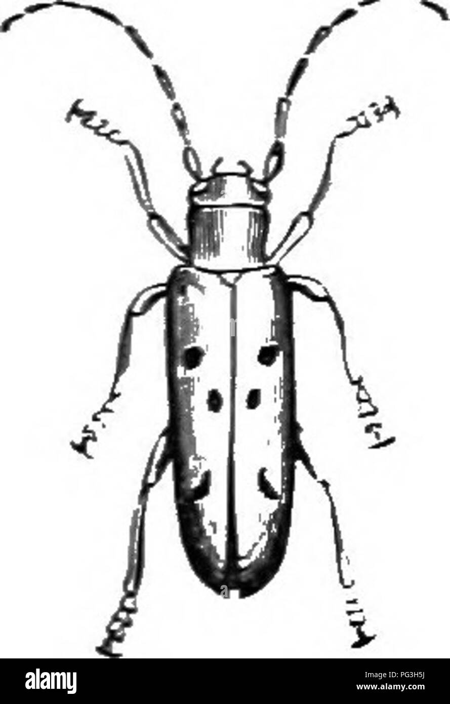 This illustrated catalog, describing beetles of Indiana, excludes the ...