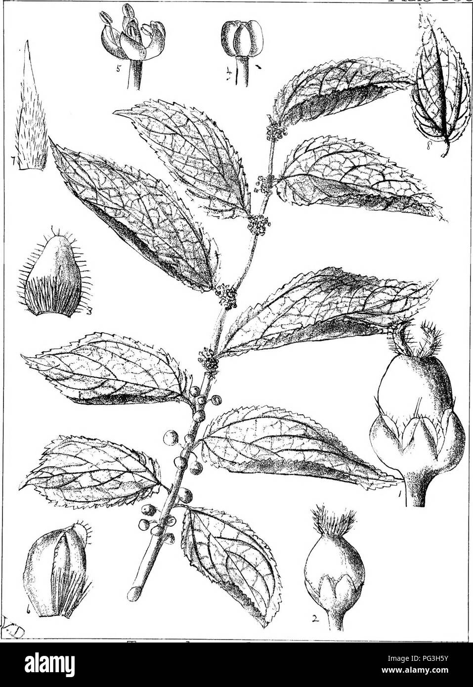 A botanical reference documenting indigenous plants of Natal, South ...