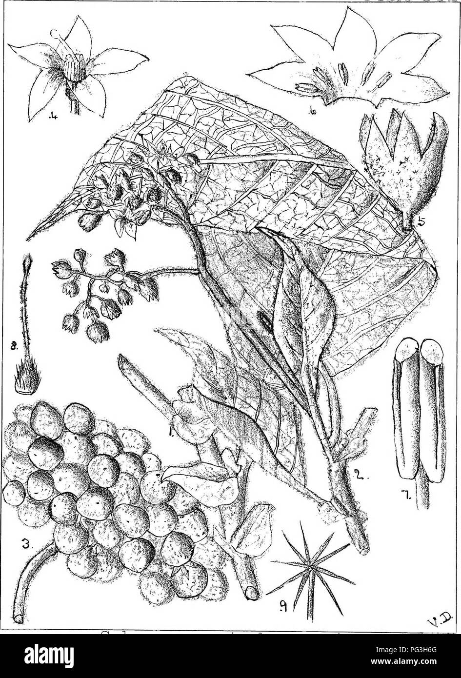 This work by J. Medley Wood and Maurice S. Evans provides descriptions ...