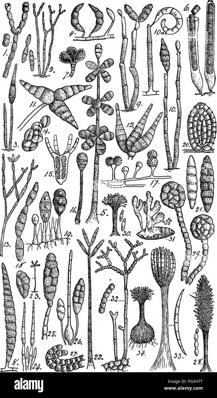This text provides a detailed classification of British fungi, covering ...