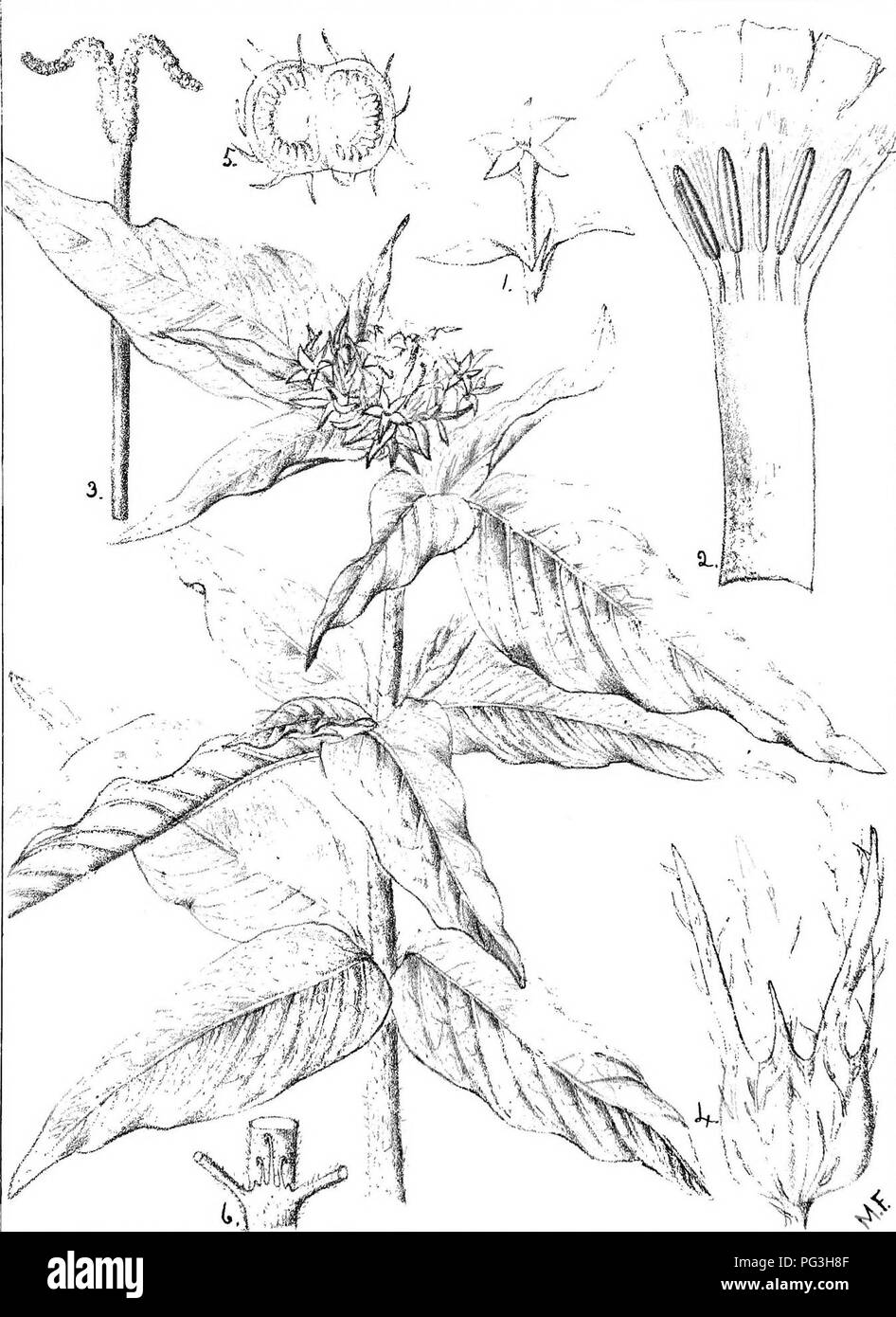 . Natal plants : Descriptions and figures of Natal indigenous plants ...