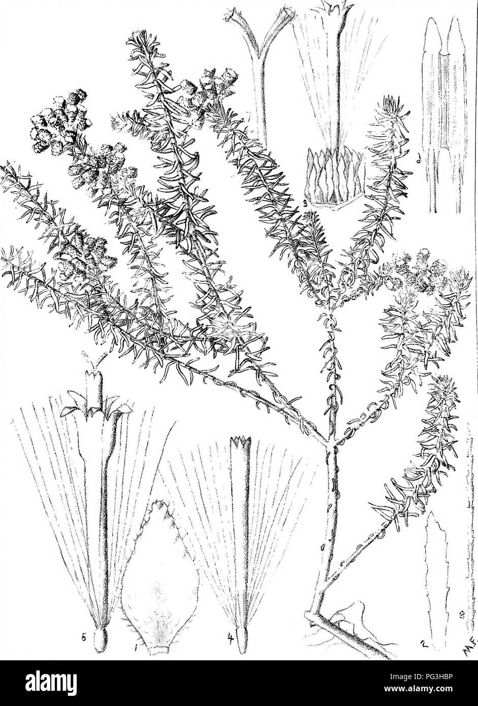 This work focuses on the indigenous plants of Natal, providing ...