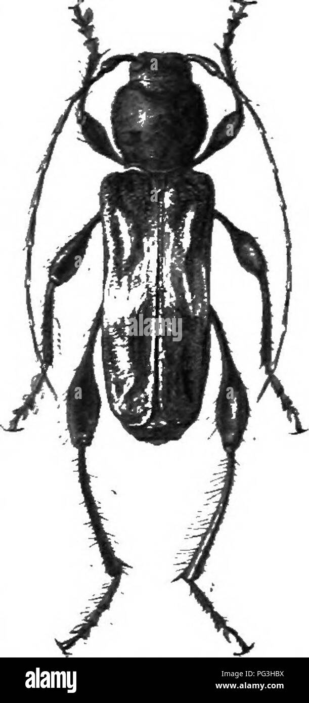 This catalogue provides a detailed description of beetles found in ...