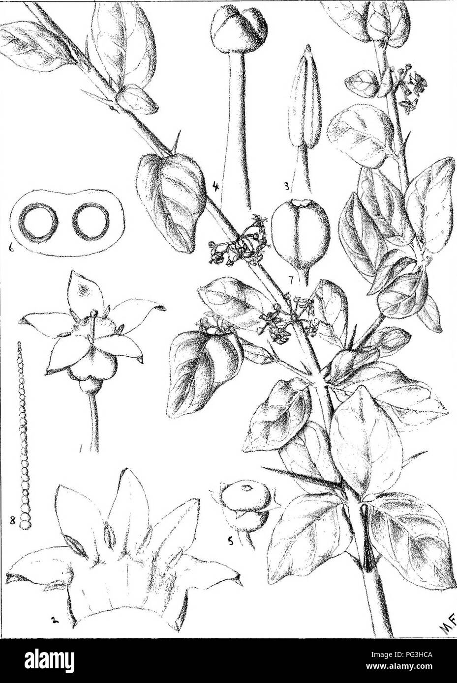 This work describes indigenous plants of Natal, providing details on ...