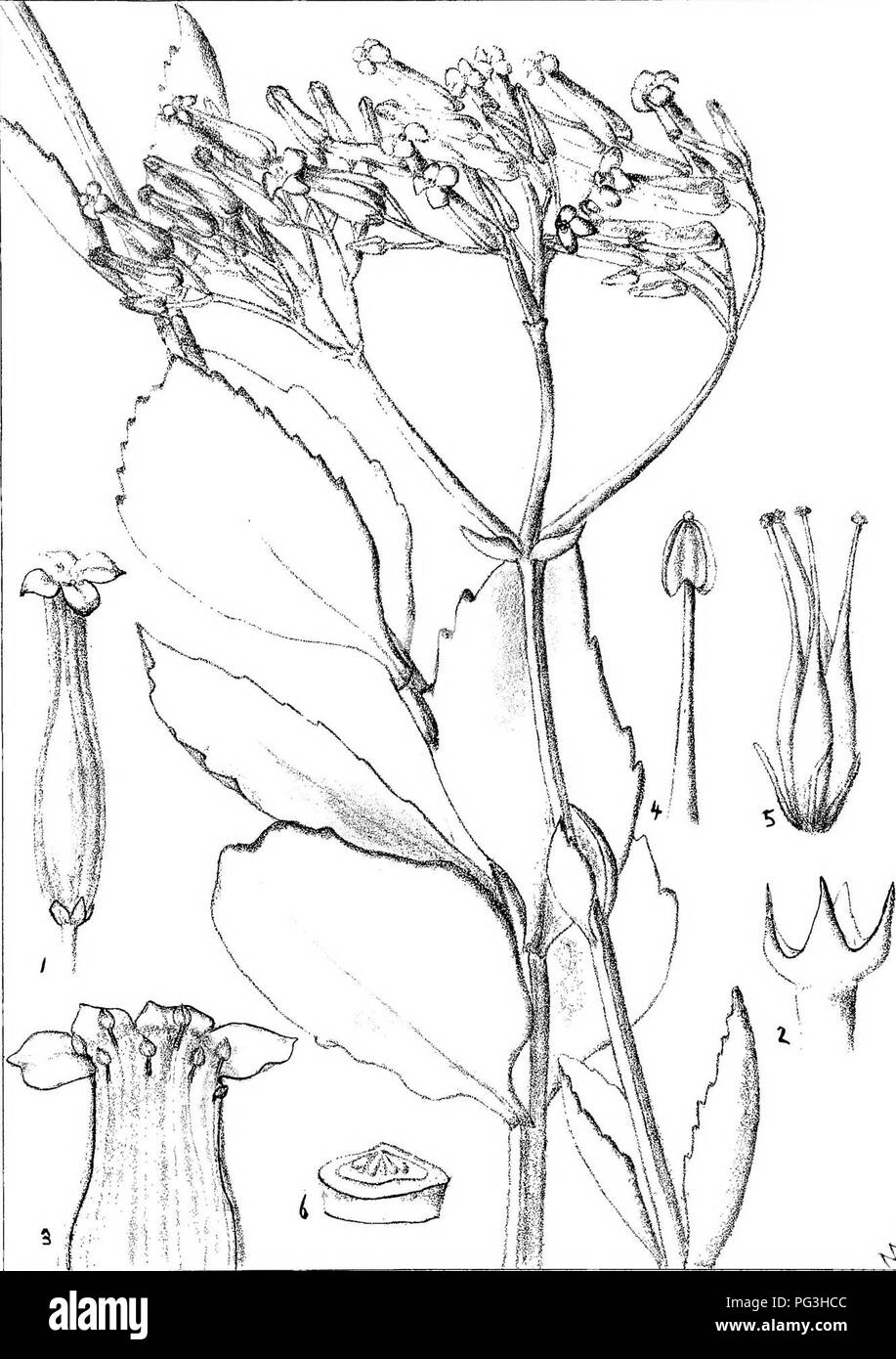 South african plants Black and White Stock Photos & Images - Alamy