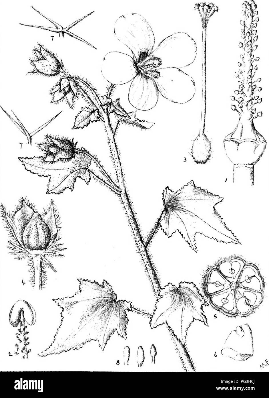 This work presents a comprehensive guide to the indigenous plants of ...