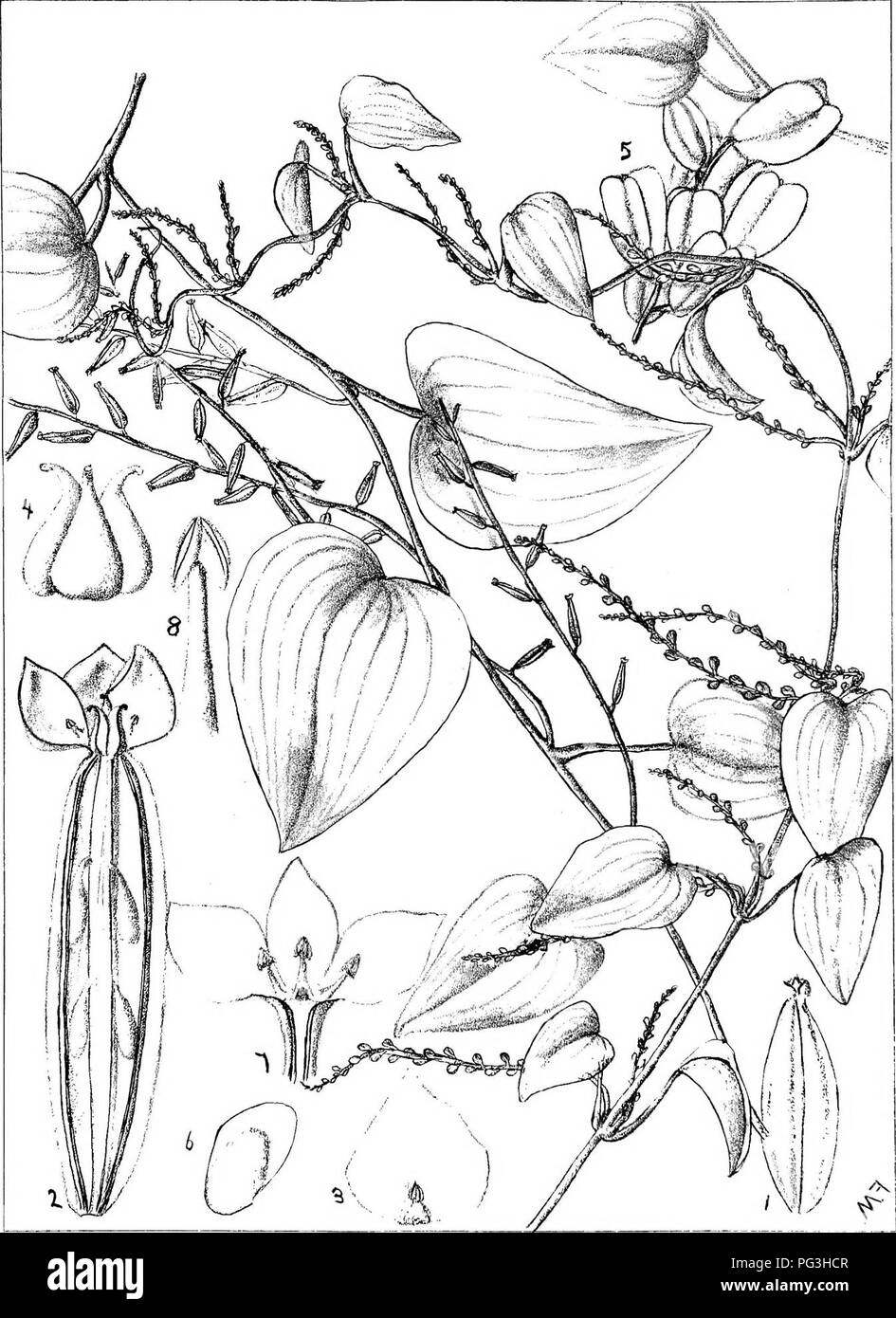 This text offers descriptions and illustrations of native plants from ...