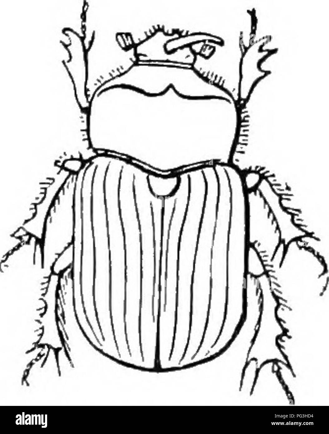 A detailed catalog of beetle species found in Indiana, including ...