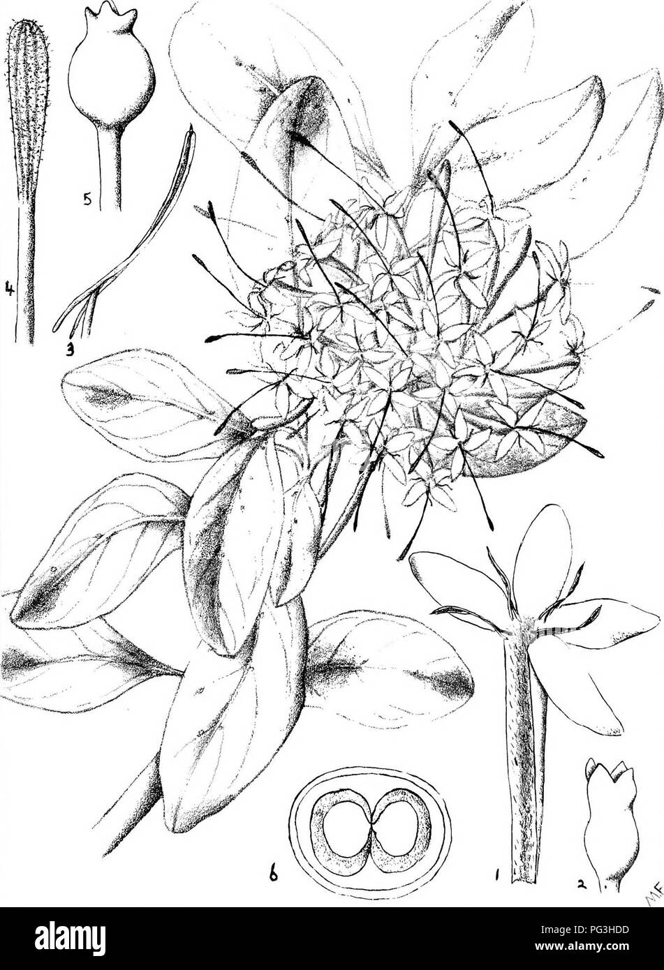 . Natal plants : Descriptions and figures of Natal indigenous plants ...