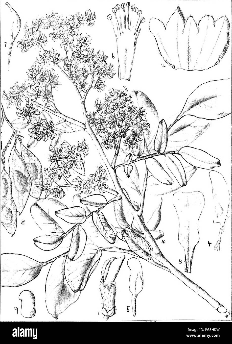 This work details the indigenous plants of Natal, including their ...