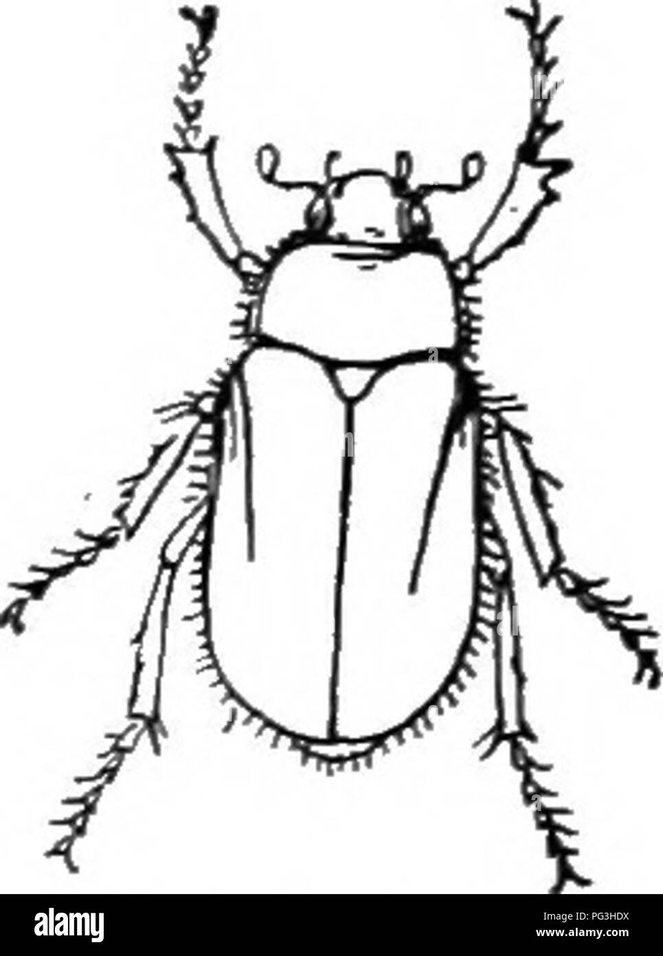 This image showcases an illustrated catalogue of Coleoptera (beetles ...