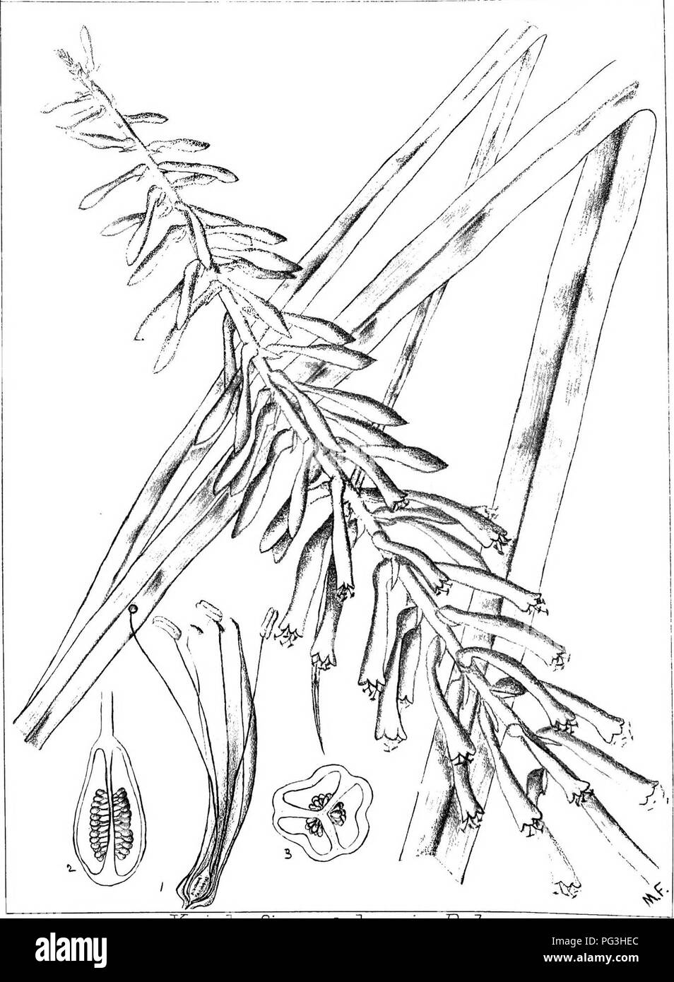 This work describes the indigenous plants of Natal, detailing their ...