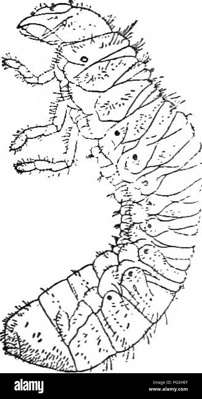 This illustrated catalog details the beetle species found in Indiana ...