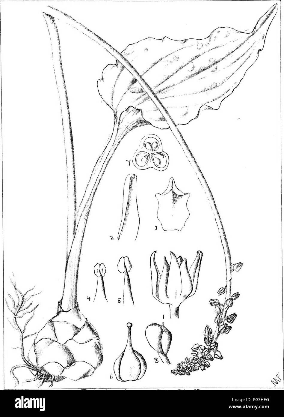 . Natal plants : Descriptions and figures of Natal indigenous plants ...