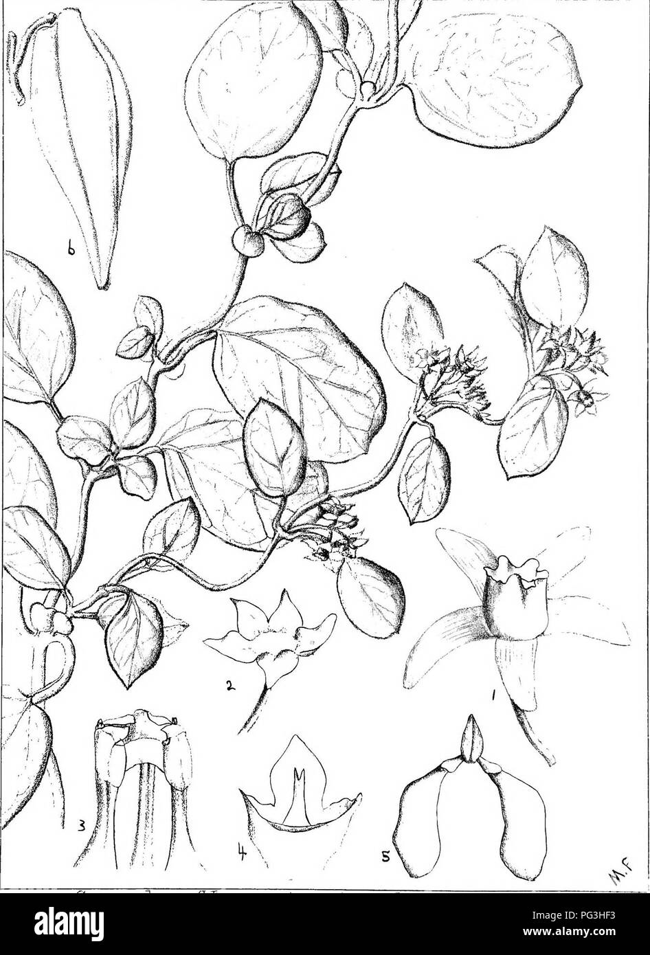 This botanical work focuses on the plants native to the Natal region of ...