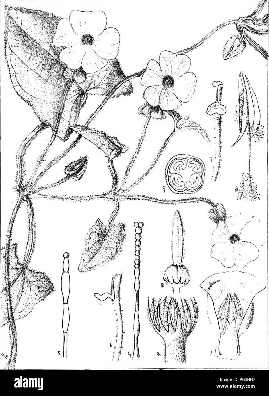 Plate 300 of Natal Plants features Thunbergia alala, a plant species ...