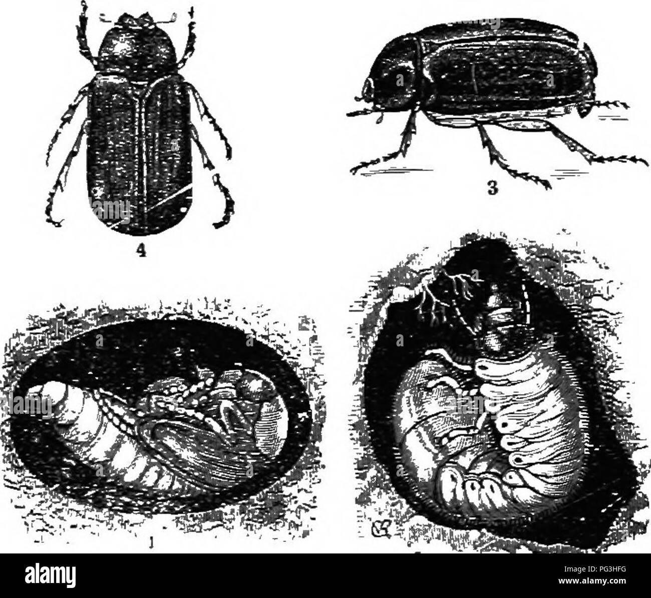 This catalog describes beetle species in Indiana, focusing on those ...