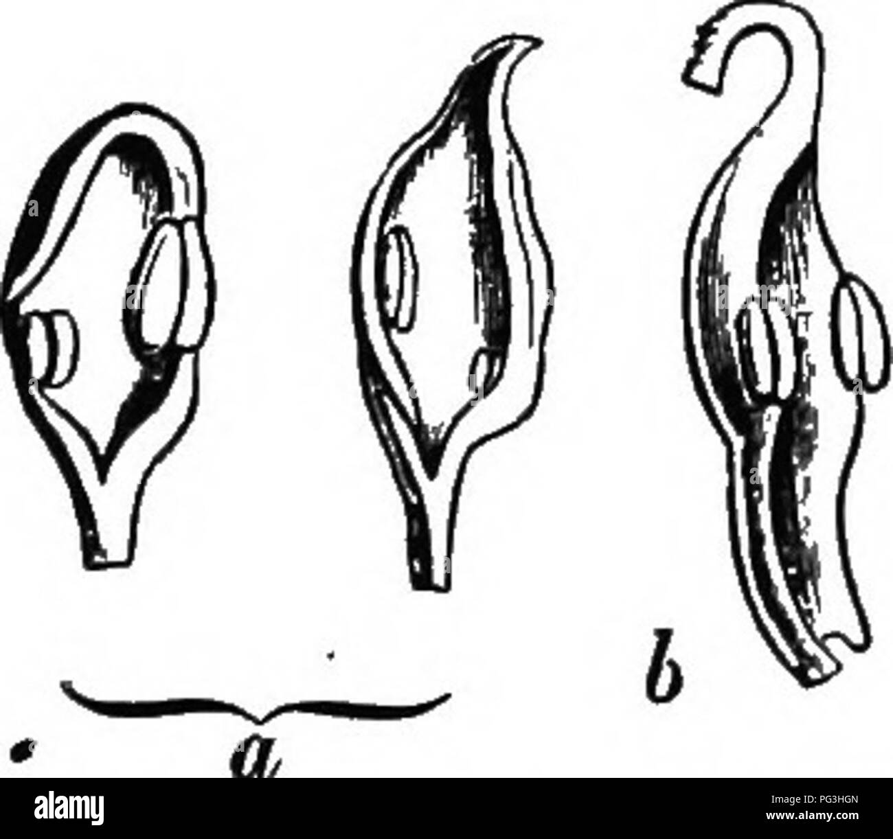 . The origin of floral structures : through insect and other agencies ...