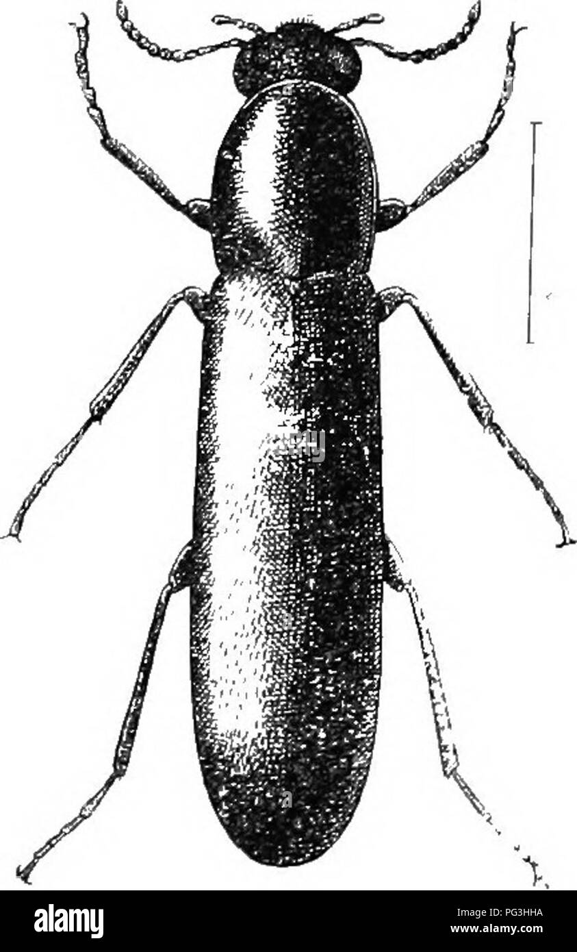 This catalog provides a detailed description and illustration of beetle ...