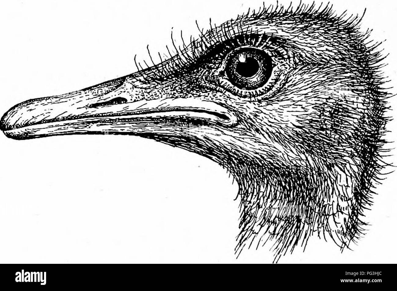 Defined feathers hi-res stock photography and images - Alamy