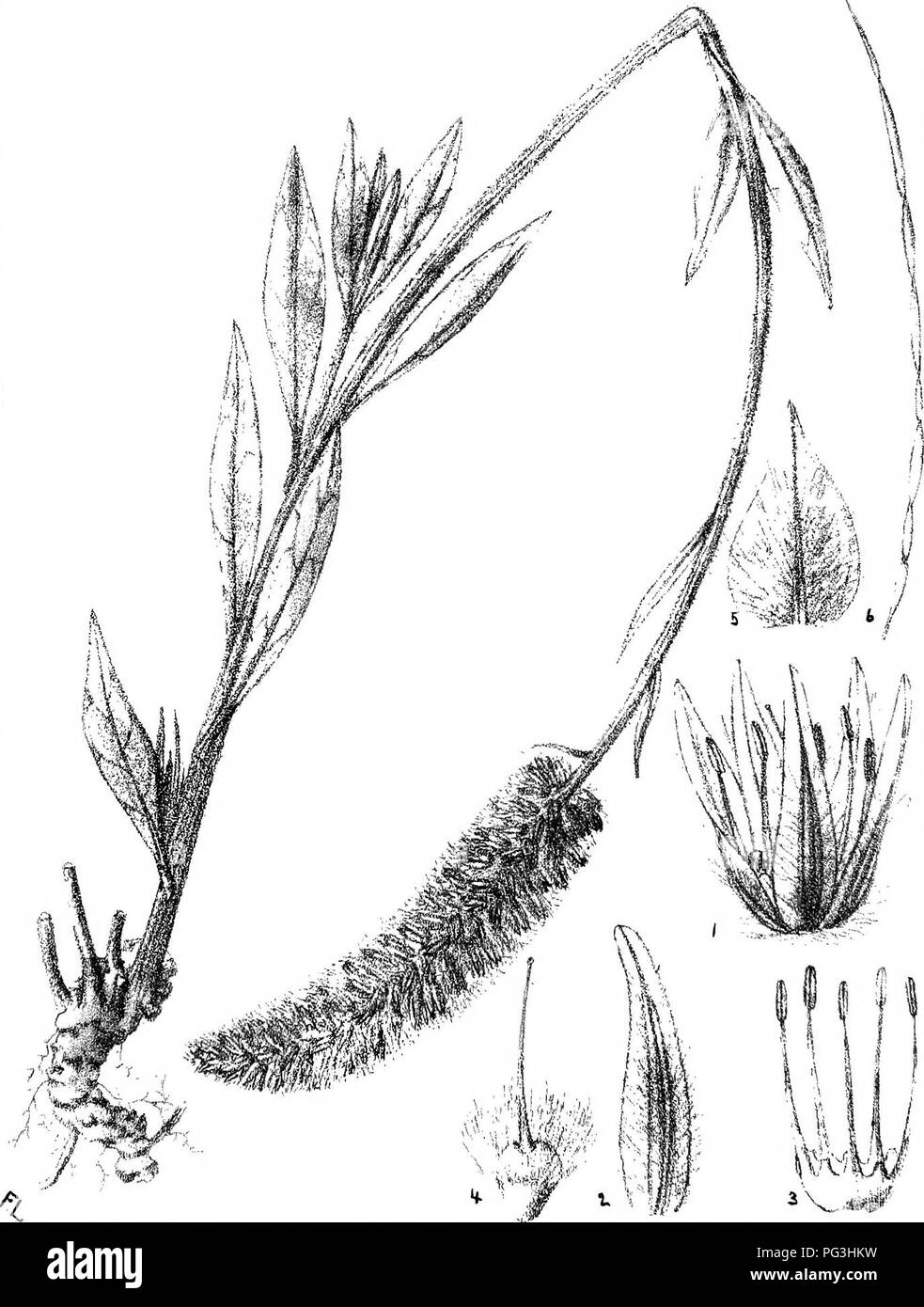 This botanical work offers detailed descriptions and illustrations of ...