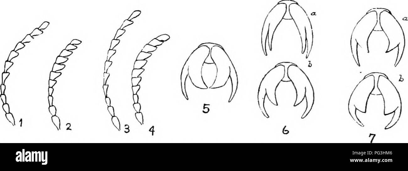 Prosternum hi-res stock photography and images - Alamy