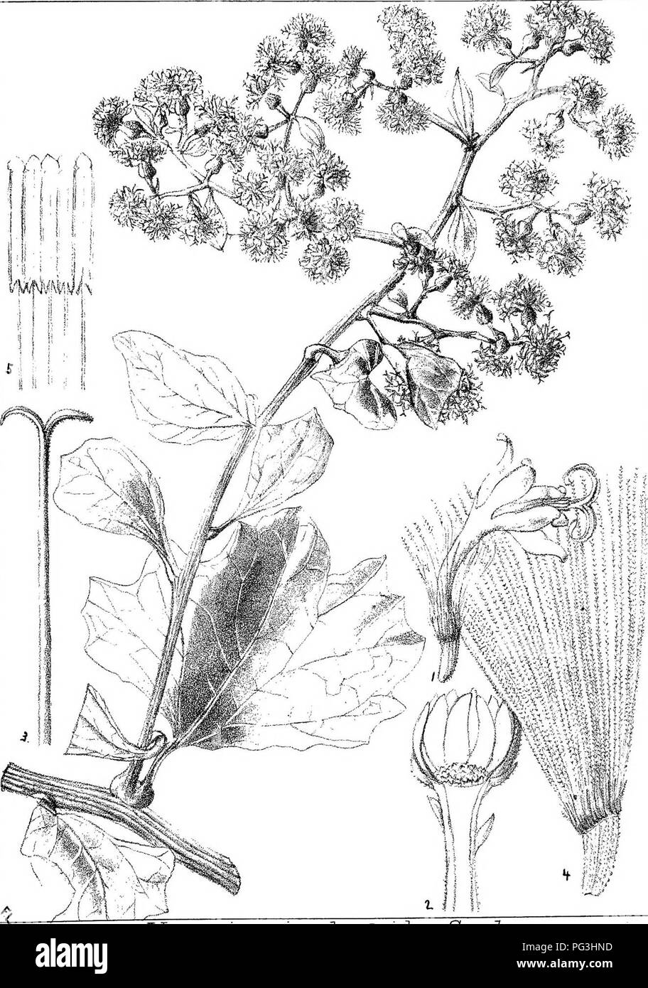 This botanical illustration and description from 'Natal Plants' focuses ...