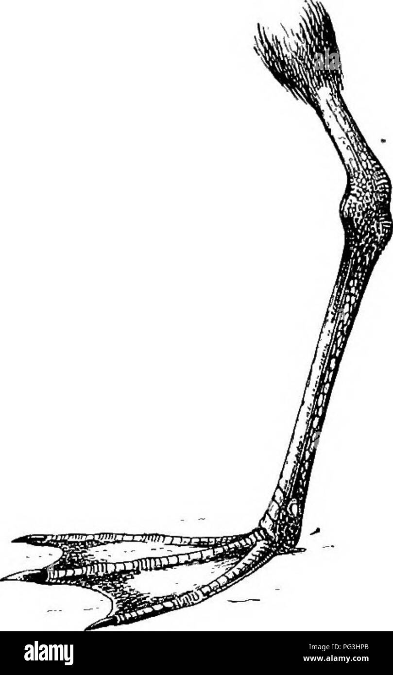 Long Slender Rounded Tail High Resolution Stock Photography and Images ...