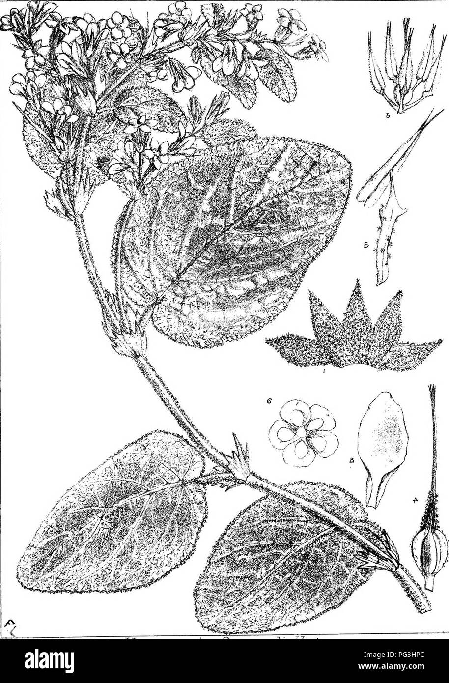 A botanical work describing the indigenous plants of Natal (now part of ...