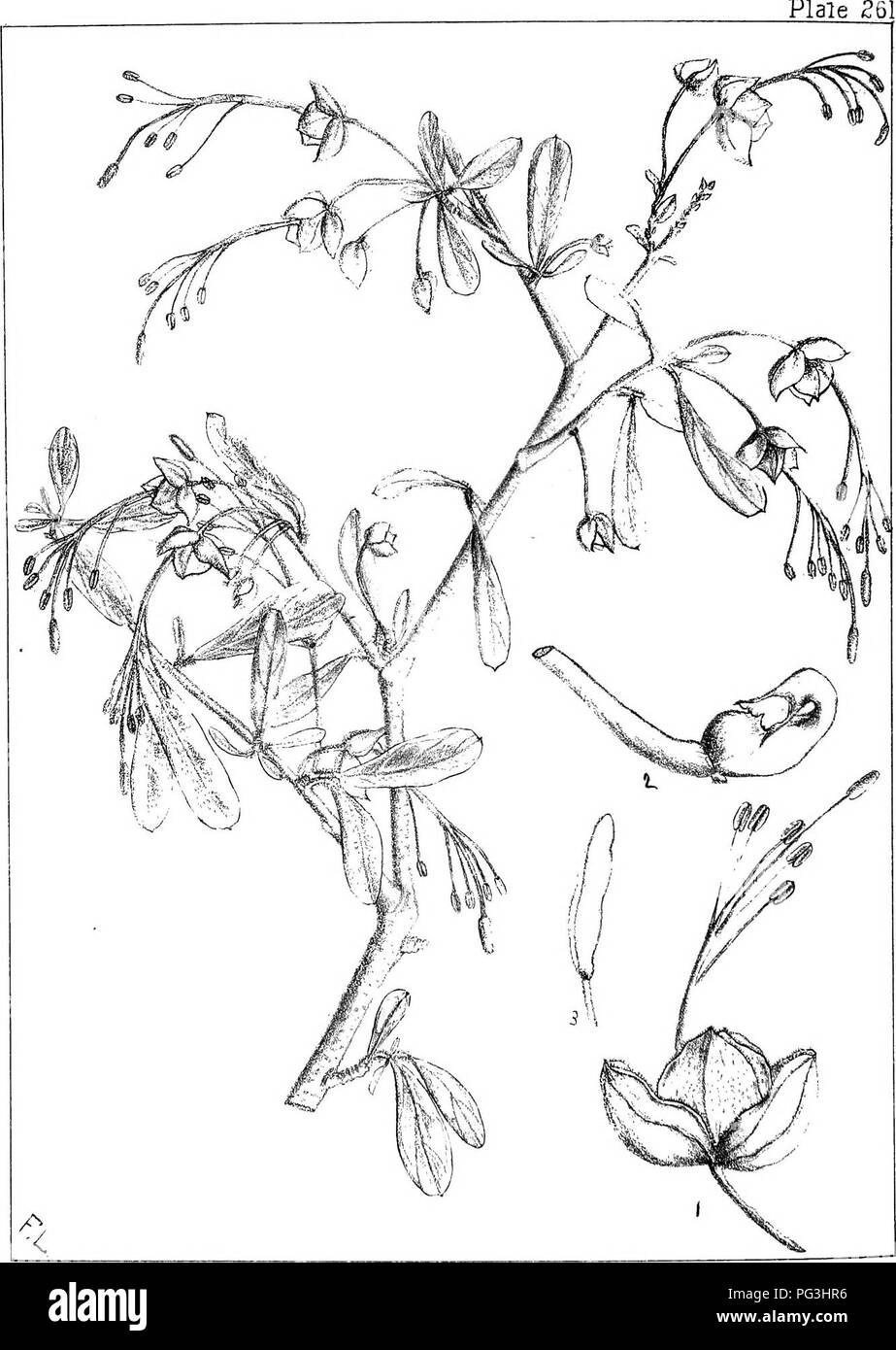 This botanical work offers descriptions and illustrations of indigenous ...